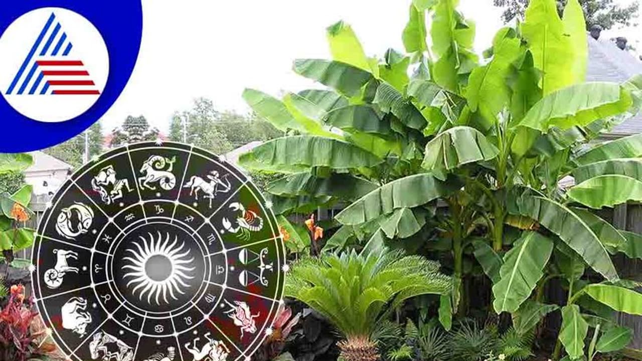 Banana Tree: வாழை மரத்திற்கு மத முக்கியத்துவம் ஏன்? சுவாரசியமான ...