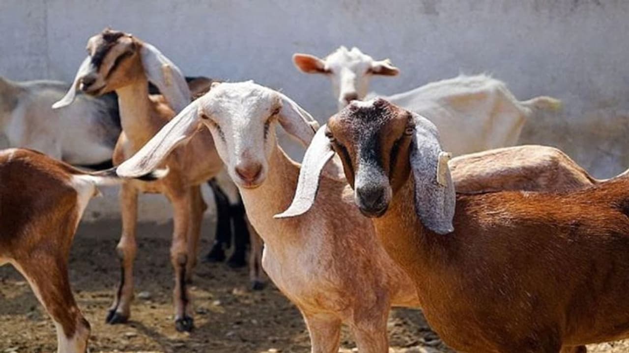Eid ul-Adha: Pakistan bars terror outfits from collecting animal hides ...