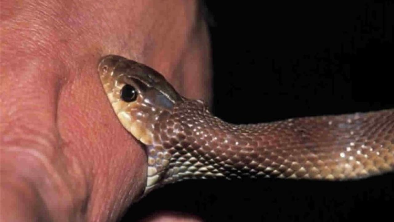 Snake bite father daughter dies; വീടിനകത്ത് അവശനിലയിൽ അധ്യാപകനും ...