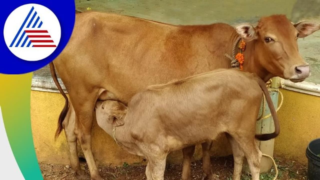 ಜಾನುವಾರು ಸಂರಕ್ಷಣೆ: ಪುಣ್ಯಕೋಟಿ ದತ್ತು ಯೋಜನೆಗೆ ಜು. 28 ಚಾಲನೆ | Karnataka ...