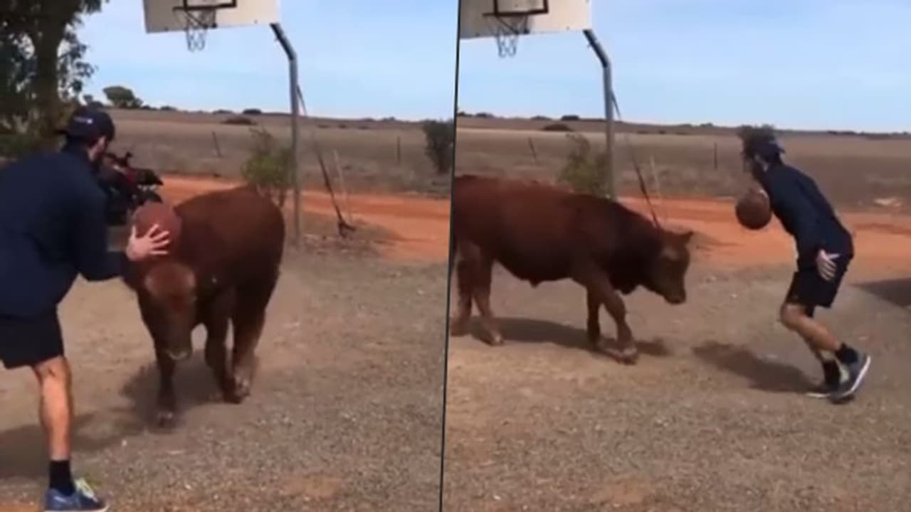 Man playing basketball with a bull, delighted netizens: watch video ...
