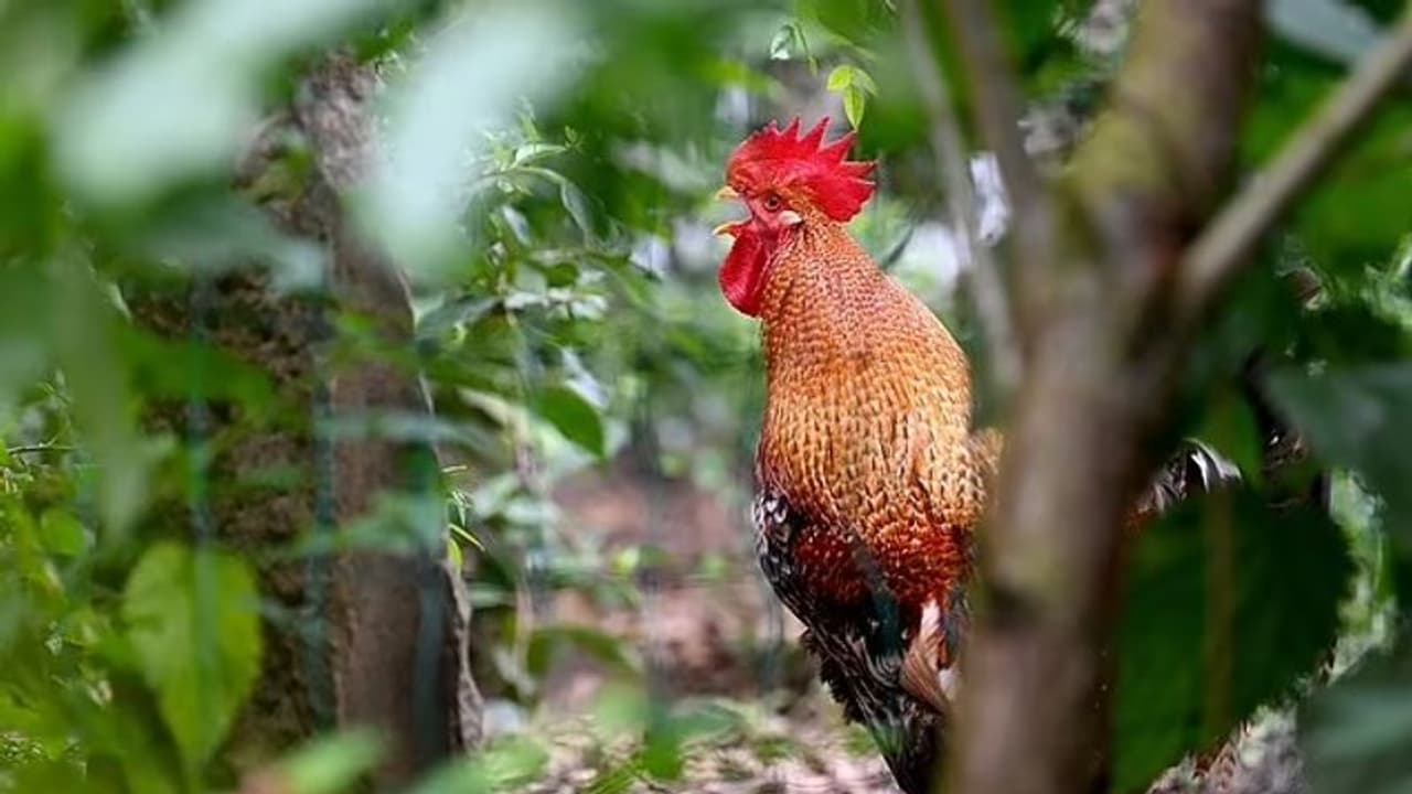 Woman angry on crowing rooster filed complaints ಮಹಿಳೆ ದೂರಿಗೆ ಪಾಲಿಕೆ ...