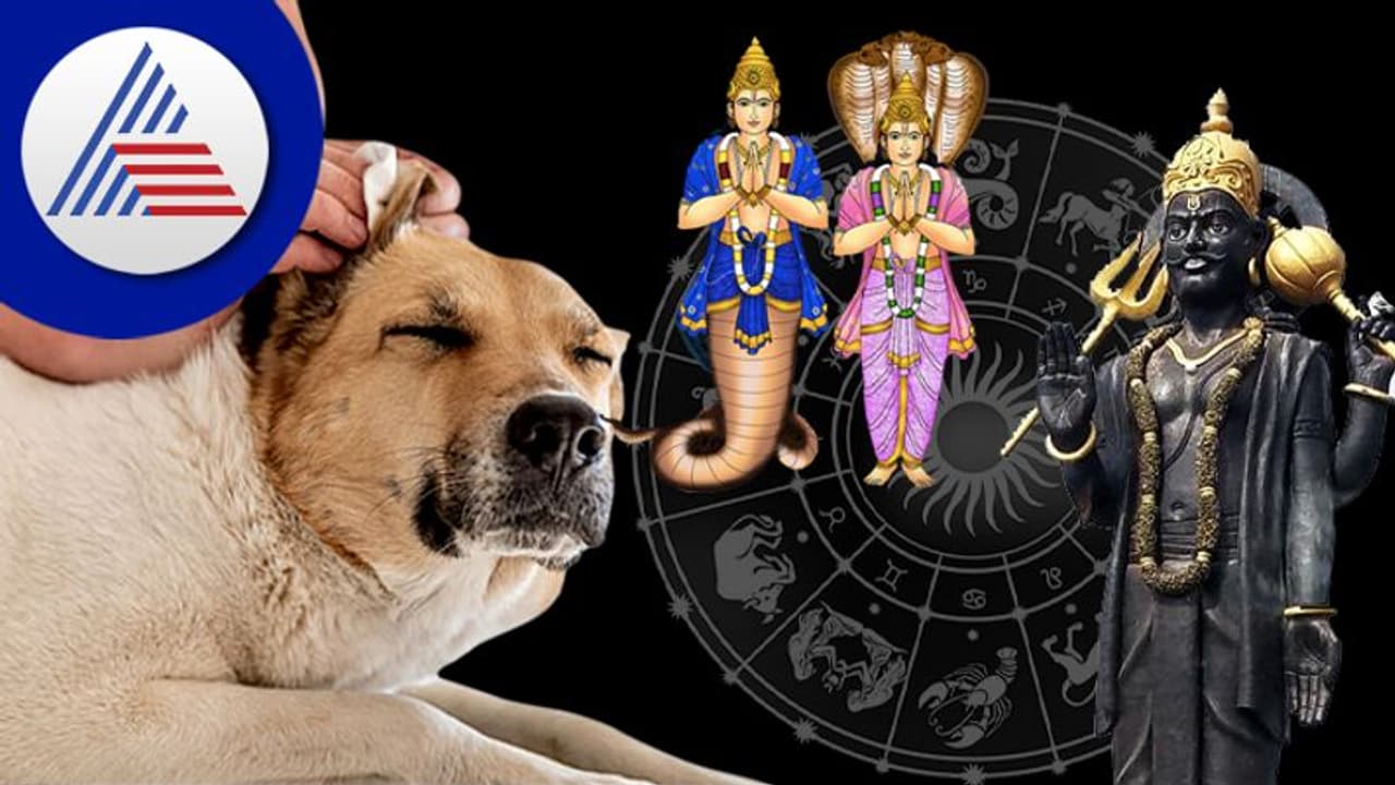 Dog Astrology: ನಾಯಿಗೆ ಬ್ರೆಡ್ ನೀಡಿದ್ರೆ 3 ಗ್ರಹಗಳ ಕಾಟದಿಂದ ಮುಕ್ತಿ! | Does ...