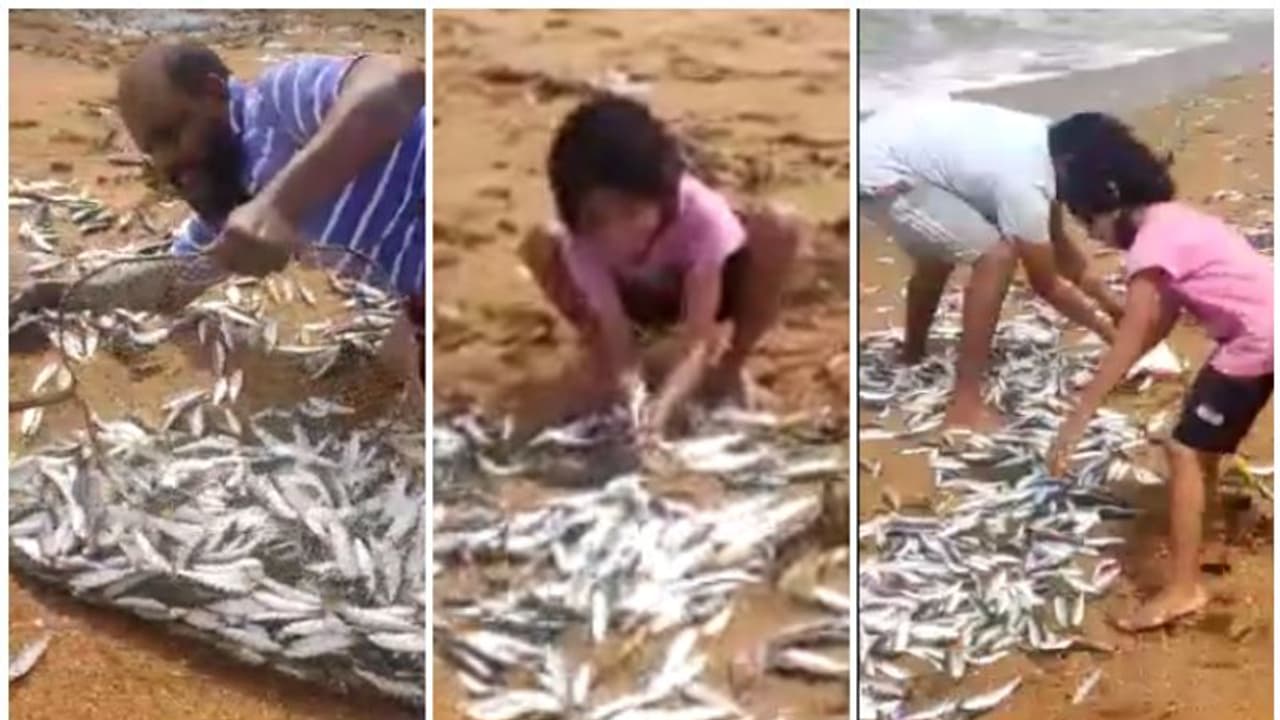 മുതലാളീ... ചങ്ക ചക ചക! തീരത്തേക്ക് അടിച്ച് കയറി നമ്മുടെ മത്തി ...