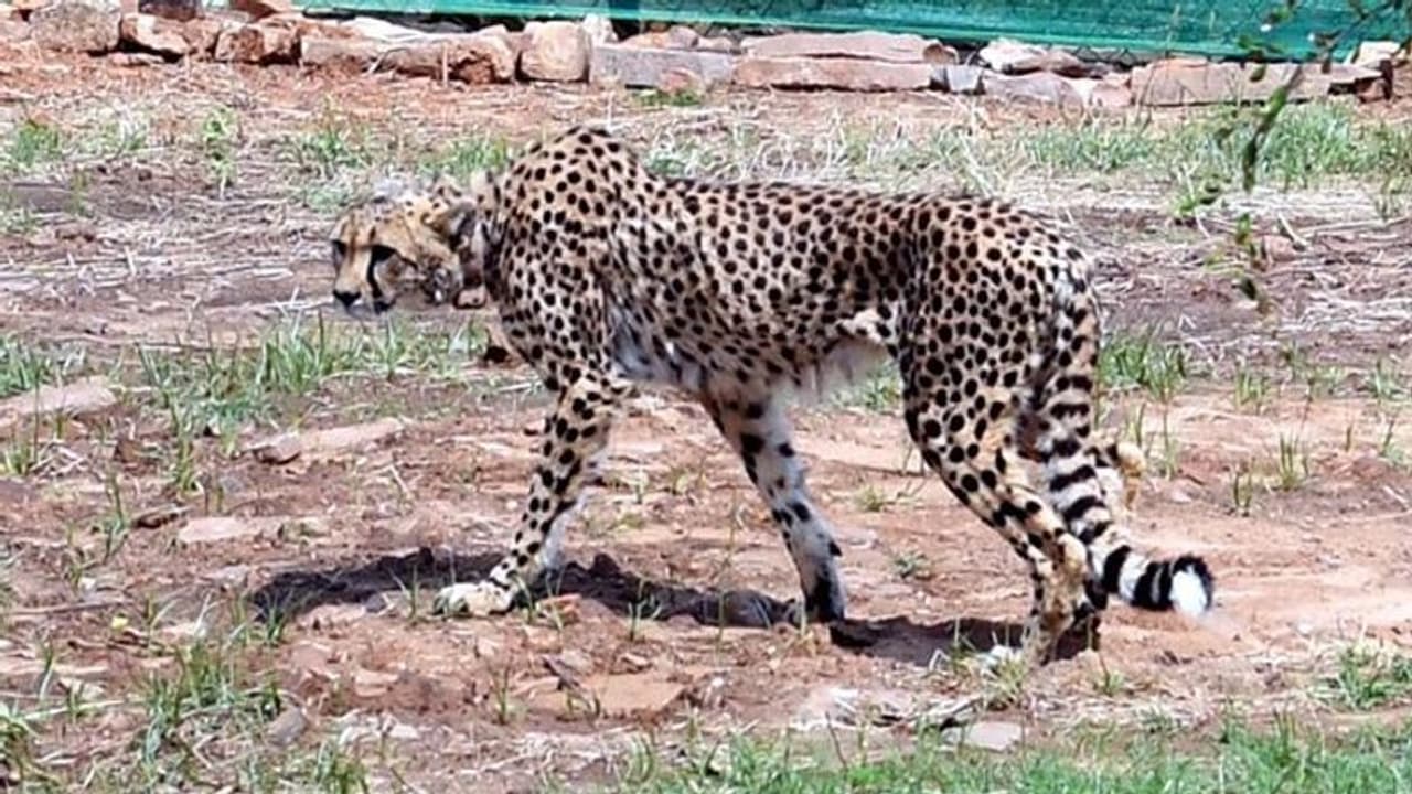 Cheetah imports from South Africa continue as India addresses big cat ...