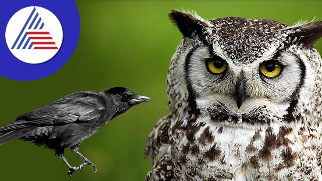 ಮನೆಯೊಳಗೆ ಗೂಬೆ, ಕಾಗೆ ಬಂದರೆ ಏನರ್ಥ? ಪರಿಹಾರವೇನು? | what is the meaning of ...