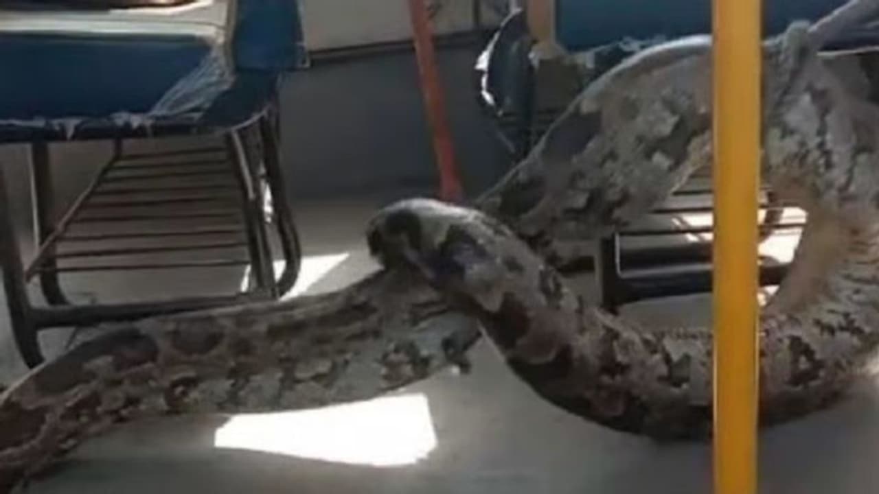 স্কুলবাসের ইঞ্জিন থেকে বেরিয়ে আসছে লম্বা অজগর, দেখুন হাড়হিম করা সেই ...