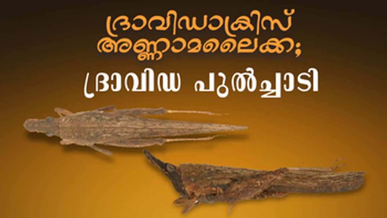 ദ്രാവിഡാക്രിസ് അണ്ണാമലൈക്ക; ആദ്യ ദ്രാവിഡന്‍ പുല്‍ച്ചാടി ജനുസിനെ ...