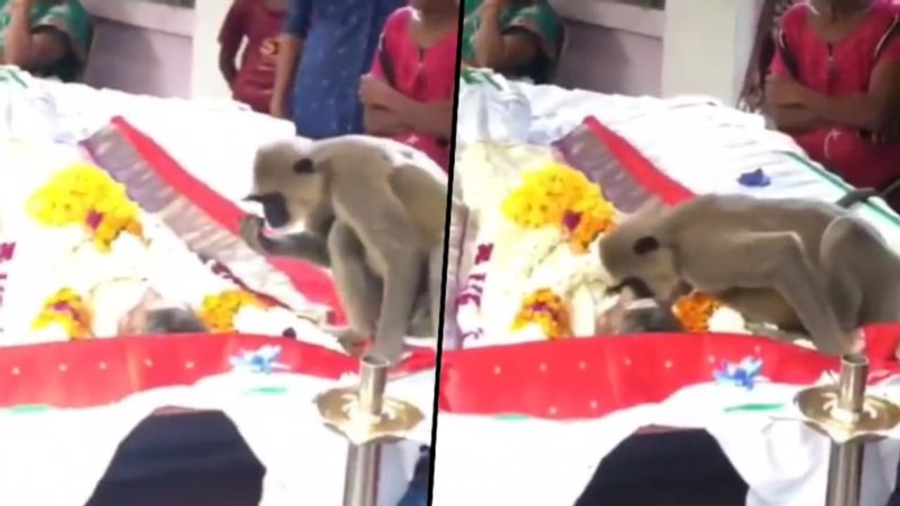 Monkey attends funeral of 'human companion', attempts to wake him up ...
