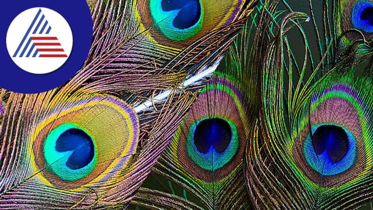 ಬಣ್ಣ ಮಾಸಿದ ನವಿಲು ಗರಿಯನ್ನು ಏನು ಮಾಡಬಹುದು? | What To Do With Old Peacock ...