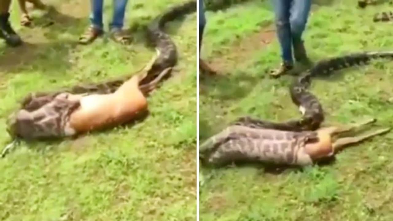 Watch: Python swallows deer in seconds; terrifying video leaves ...