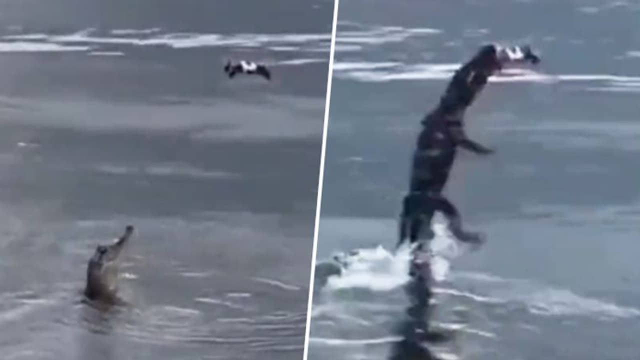 Alligator jumps out of water to grab an unusual prey; video amazed ...