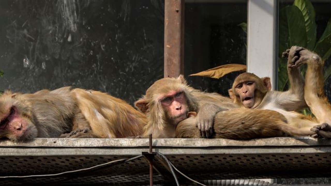 troop of monkeys found dead; തെലങ്കാനയിൽ ചത്തനിലയിൽ 25 കുരങ്ങന്മാർ, ശവം ...