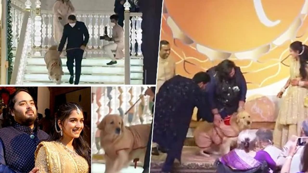 Meet Ambani's pet dog; who was ringbearer at Anant Ambani-Radhika ...