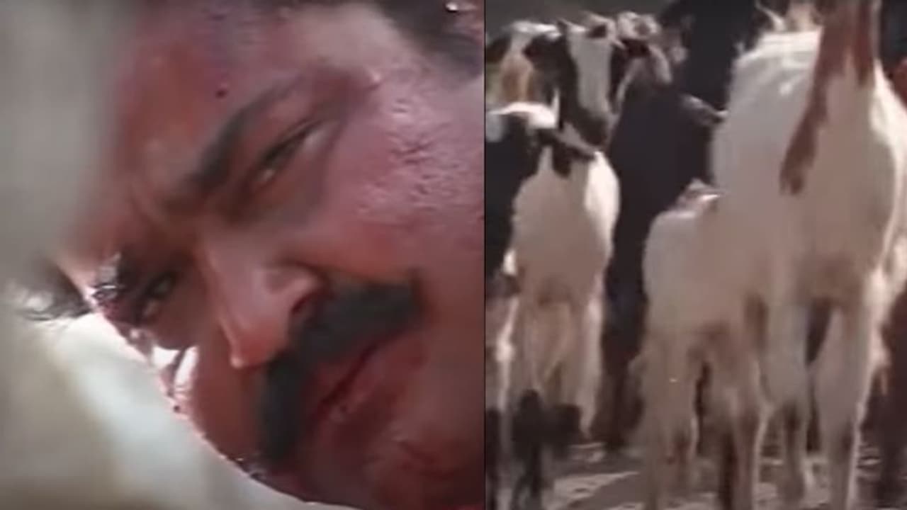 'അന്ന് 40 ആടുകളെങ്കില്‍ ഇന്ന് 500'; പുതിയ 'സ്ഫടിക'ത്തില്‍ കൂട്ടിച്ചേര്‍ത്ത എട്ടര ...