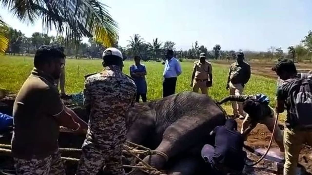 బురదలో ఇరుక్కున్న తల్లి... పిల్ల ఏనుగు బాధ చూశారా..? | Baby Elephant Refuses To Leave Mother ...