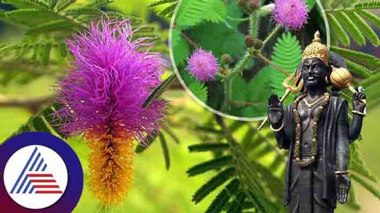 வாஸ்துபடி வீட்டுல வன்னி மரம் வெச்சா என்ன அதிசயம் நடக்கும் தெரியுமா ...