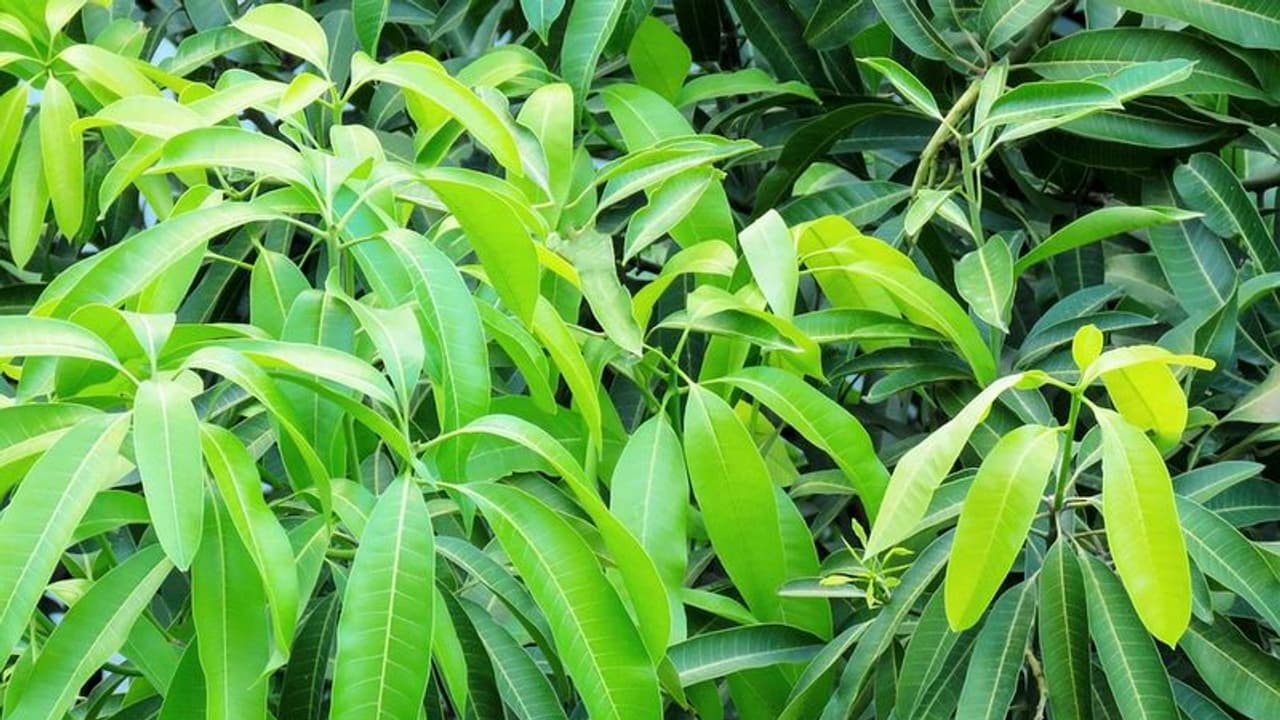 Maavilai Vastu : இதை செய்தால் போதும்.. வீட்டில் செல்வ செழிப்புடன் ...