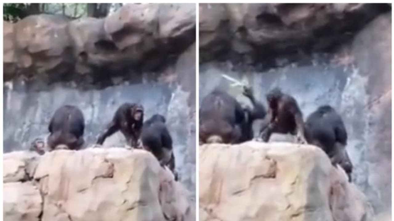 സന്ദര്‍ശകര്‍ക്ക് നേരെ കല്ലെറിയുന്ന കുട്ടി ചിമ്പാന്‍സിക്ക് അമ്മയുടെ വക ...