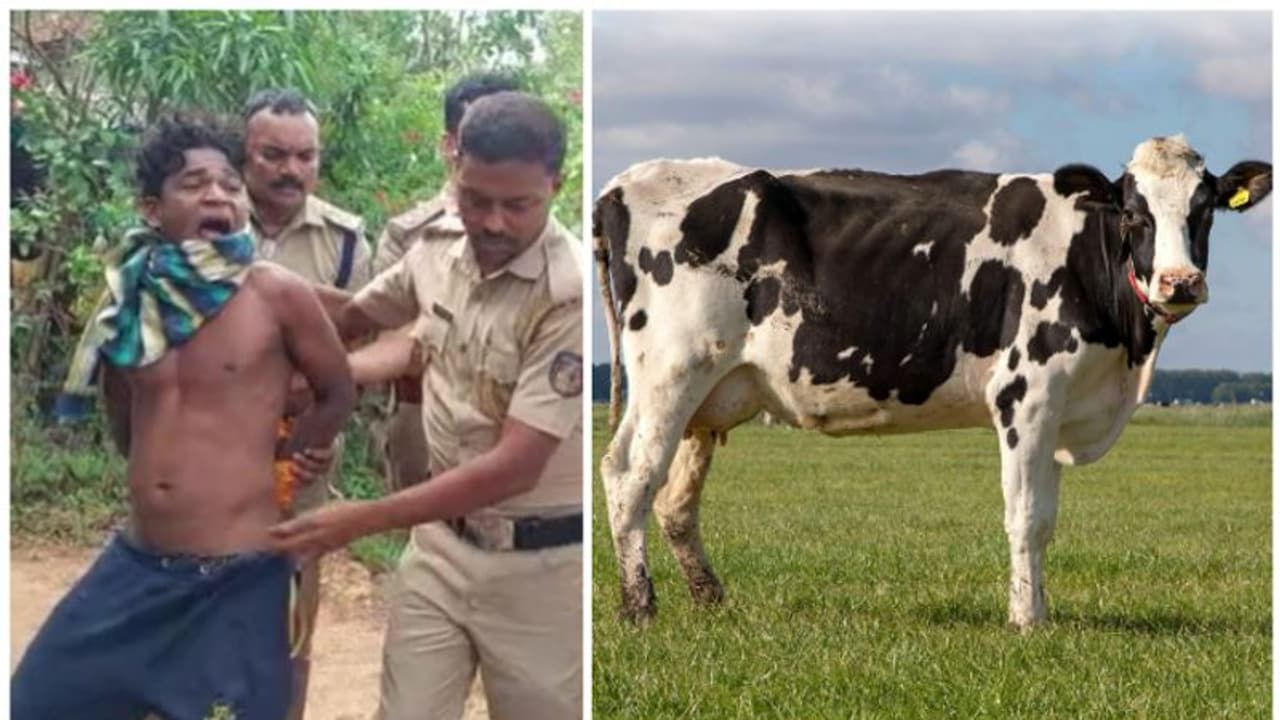 പശുവിനെ ലൈംഗിക അതിക്രമത്തിനിരയാക്കി; കൊല്ലം സ്വദേശി അറസ്റ്റിൽ; മറ്റൊരു ...