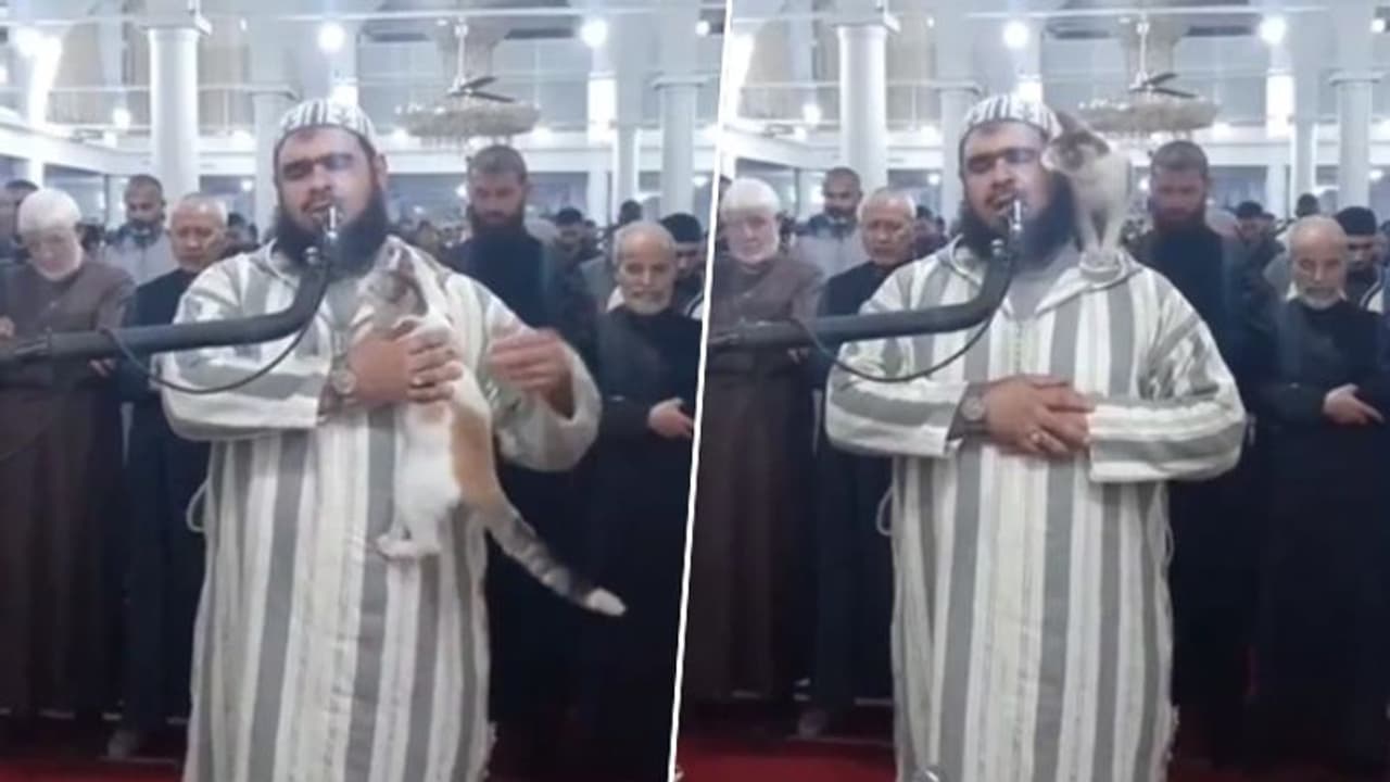 Ramadan 2023: Cat jumps on Imam during live broadcast of prayers in ...