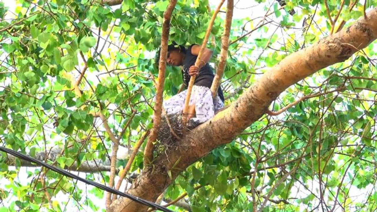 ആലുവ പൊലീസ് സ്റ്റേഷനു മുന്നിലെ ആൽ മരത്തിൽ കയറി ട്രാൻസ് ജൻഡർ യുവതിയുടെ ...