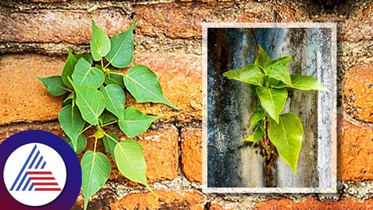 Vastu Tips: ಗೋಡೆ ಮೂಲೆಯಲ್ಲೆಲ್ಲೋ ಅಶ್ವತ್ಥ ಗಿಡ ಬೆಳೀತಿದ್ಯಾ? ಕಿತ್ತಾಕುವ ಮುನ್ನ ...