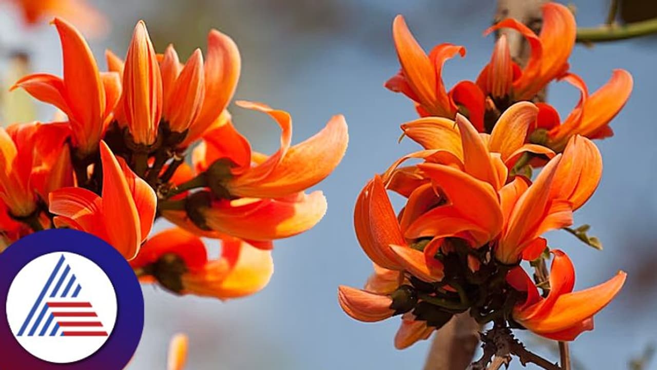 Palash Flower Remedies: ಹಿಂದೂ ಧರ್ಮದಲ್ಲಿ ಮುತ್ತುಗದ ಹೂವುಗಳ ಪ್ರಾಮುಖ್ಯತೆ ಏನು ...