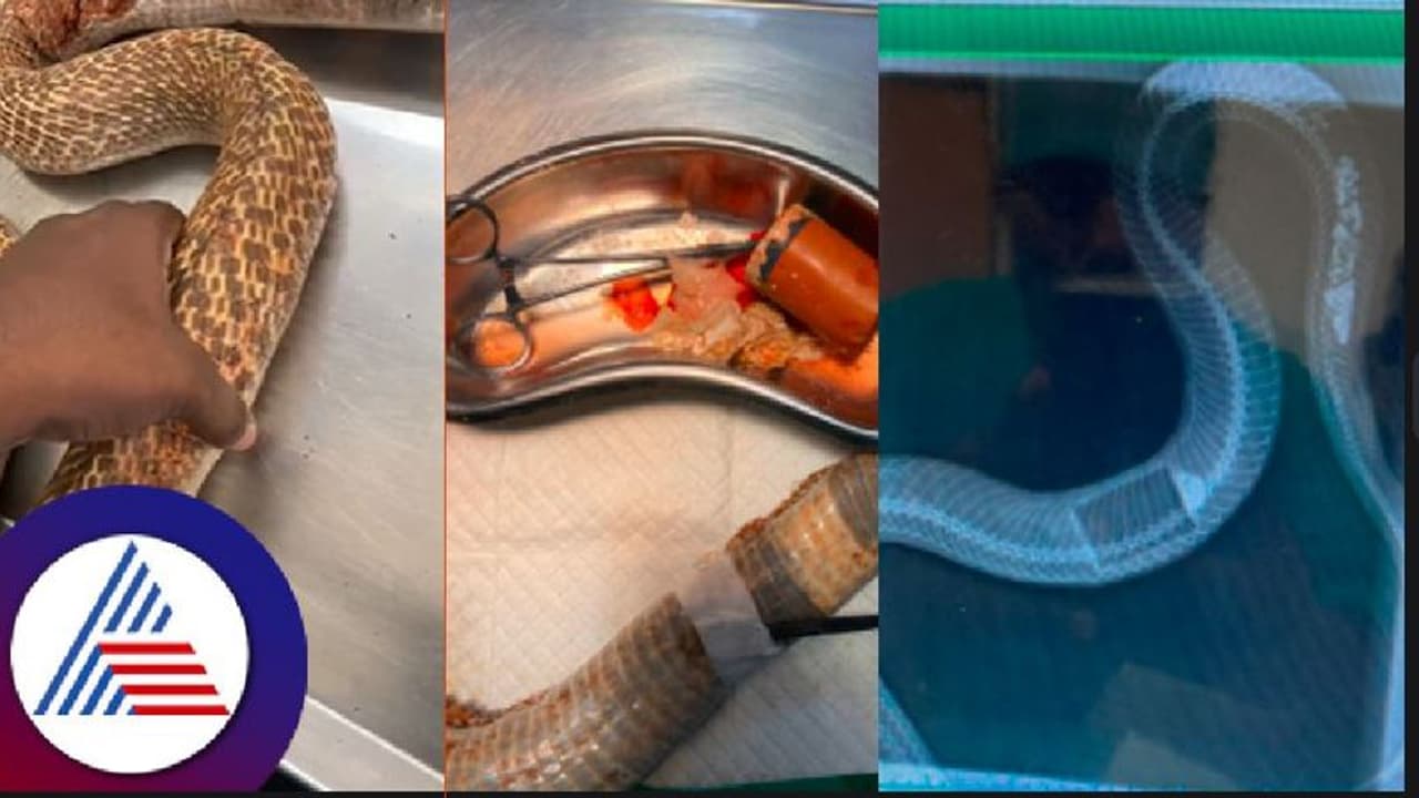 Cobra swallows plastic box, undergoes successful operation | Asianet ...