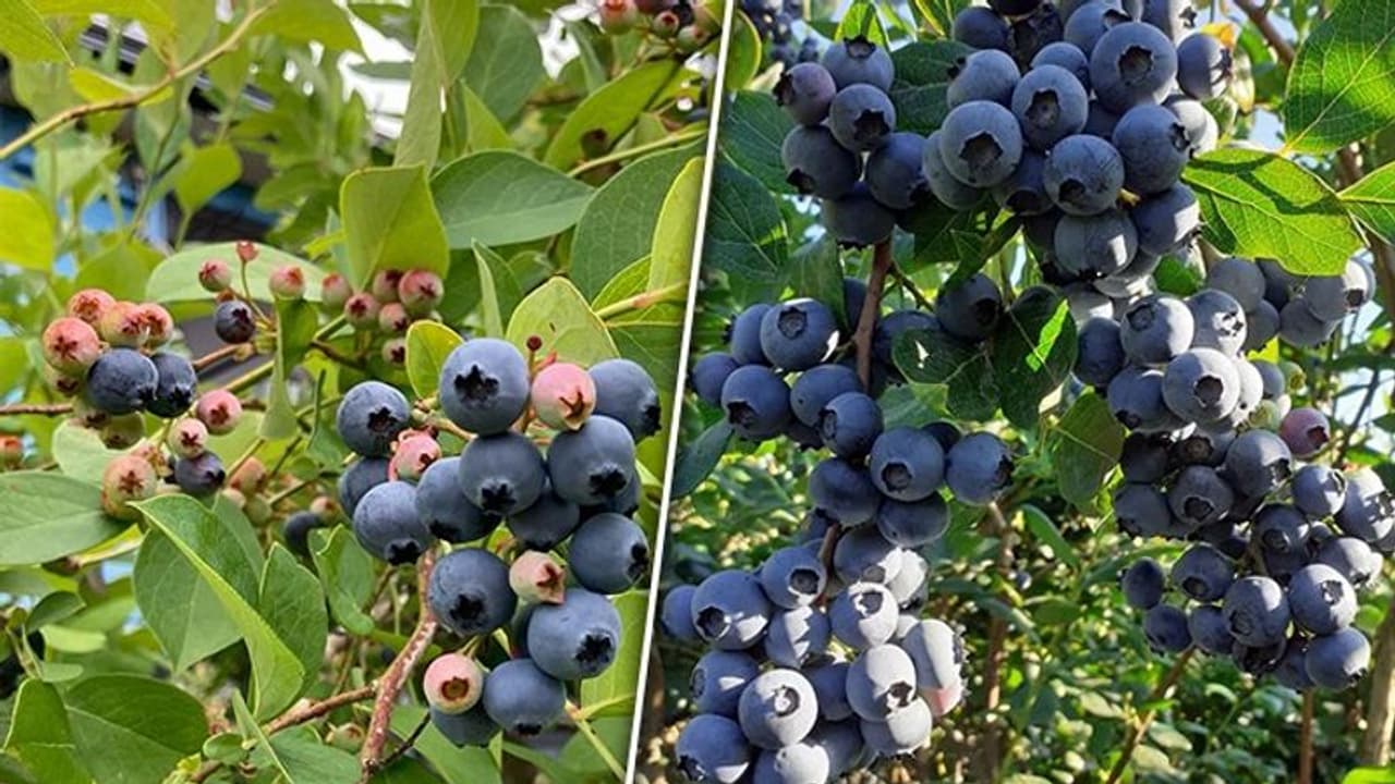 From promoting heart health to weight management: Blueberry is a wonder ...