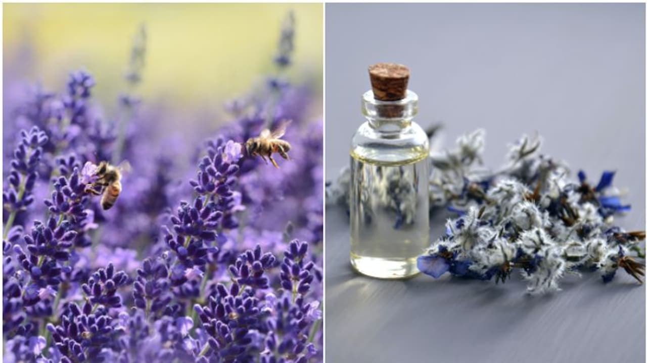 Unlocking the Healing Power of Lavender: 7 Medicinal Benefits Explored ...