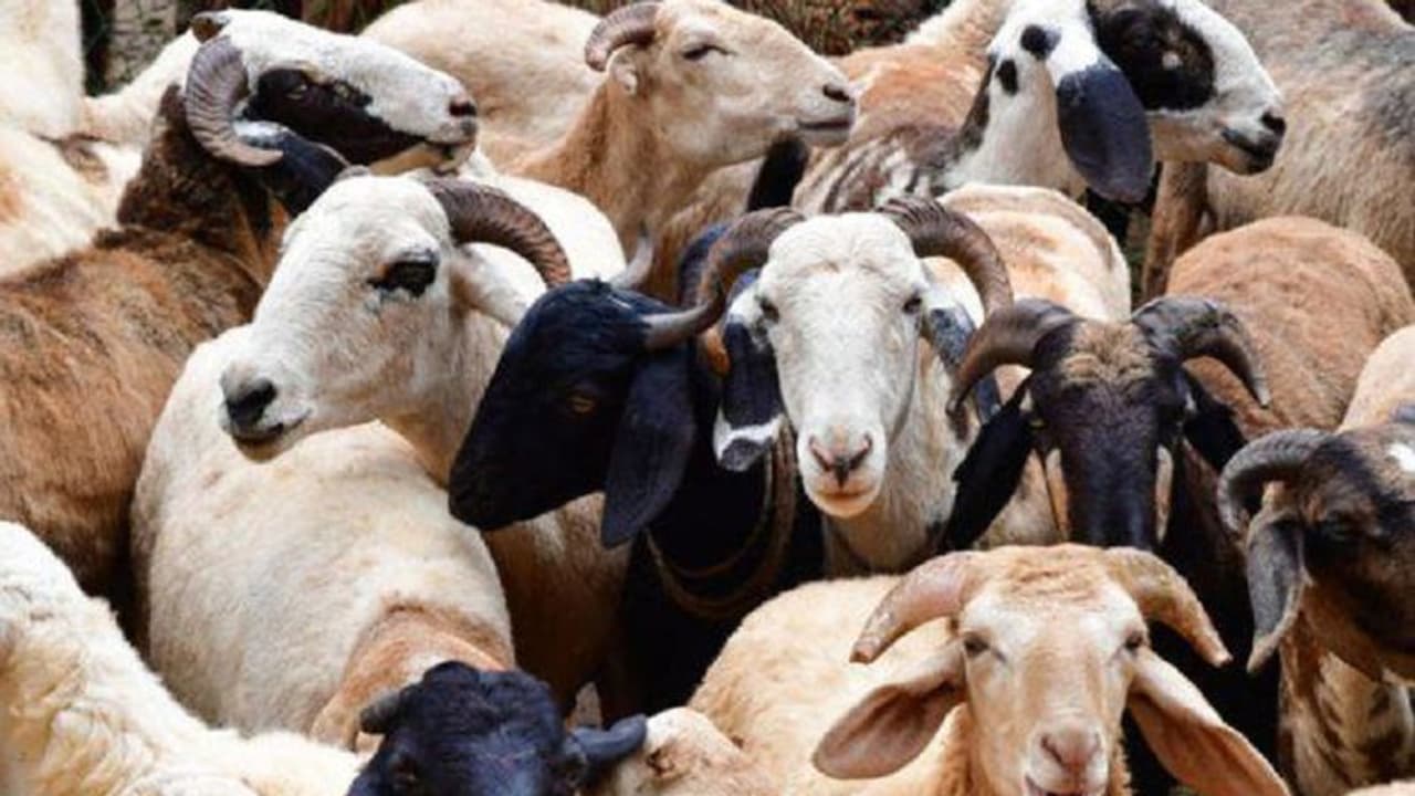 Baa-d idea: Herd of sheep accidentally consume 100 kg of cannabis ...