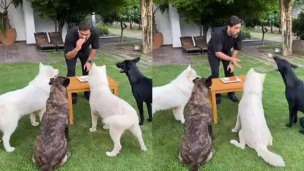 Cake and pets: How MS Dhoni celebrated his 42nd birthday (WATCH ...