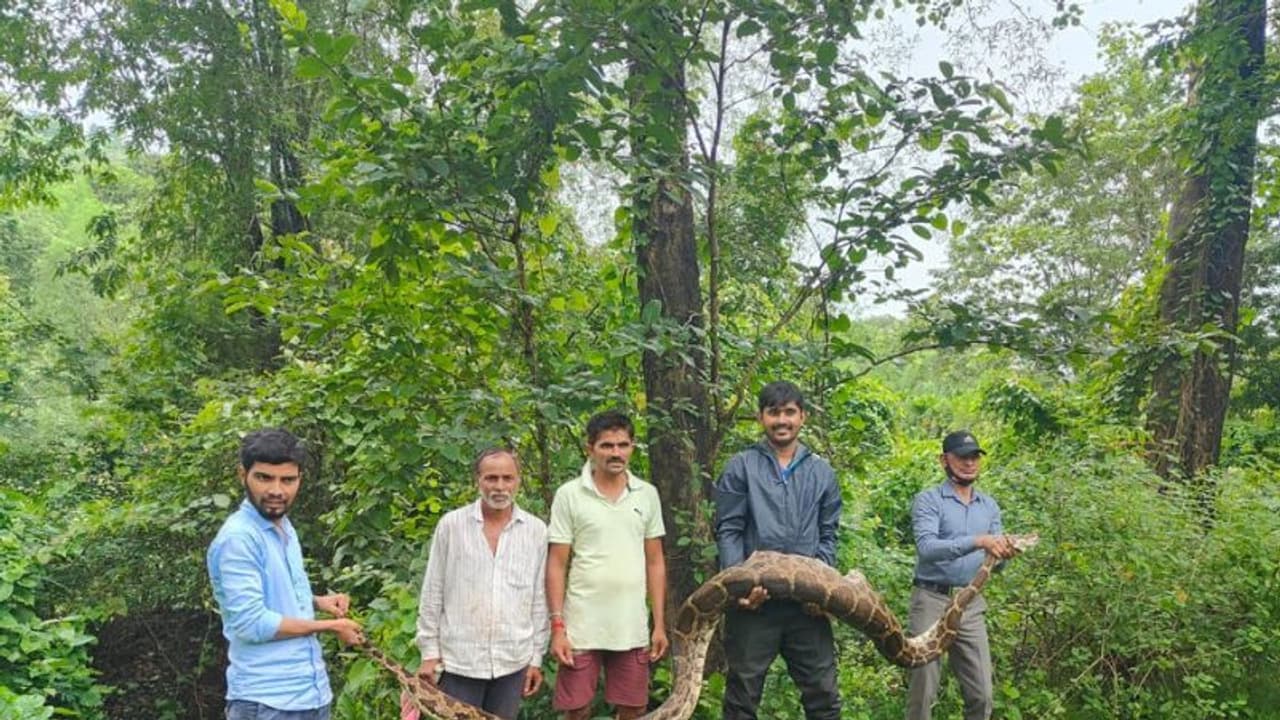 Karnataka:15ft python has a dog for meal, stranded thereafter | Asianet ...