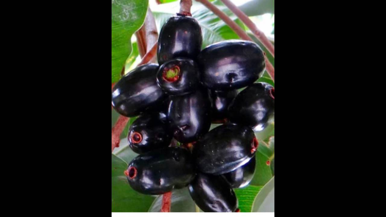 benefits of eating jamun during pregnancy : கர்ப்ப காலத்தில் 'நாவல் ...