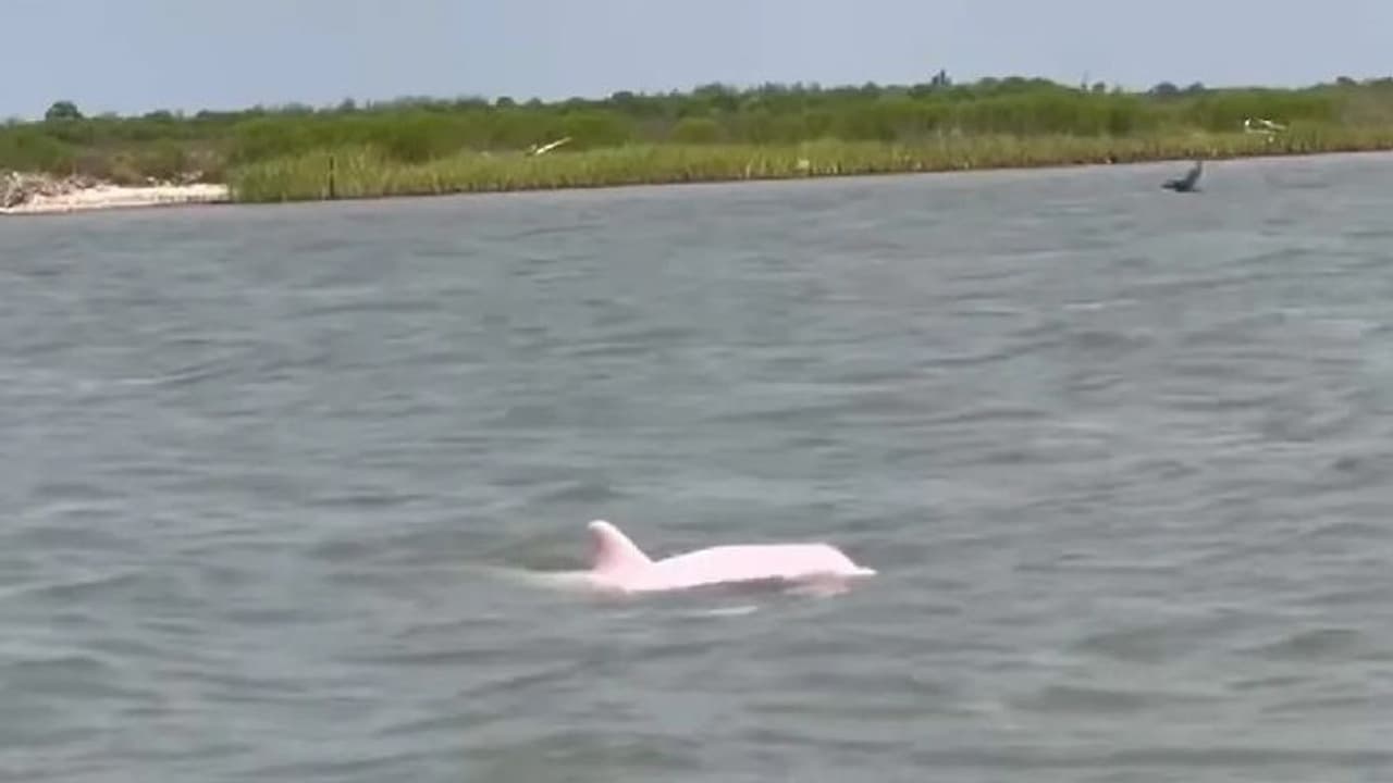 WATCH: Rare pink dolphin spotted in Louisiana waters amazes onlookers ...