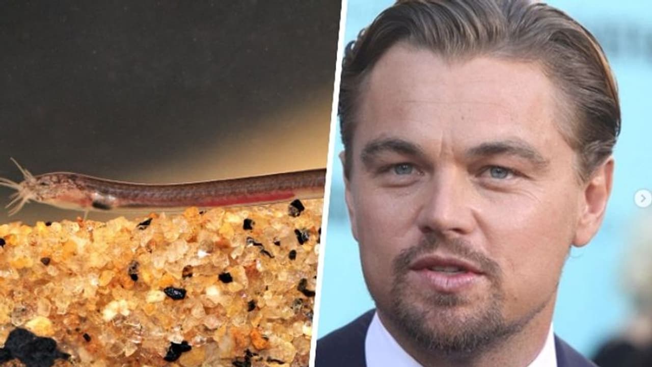 Leonardo DiCaprio amazed by rare groundwater fish 'Pathala Eel Loach ...