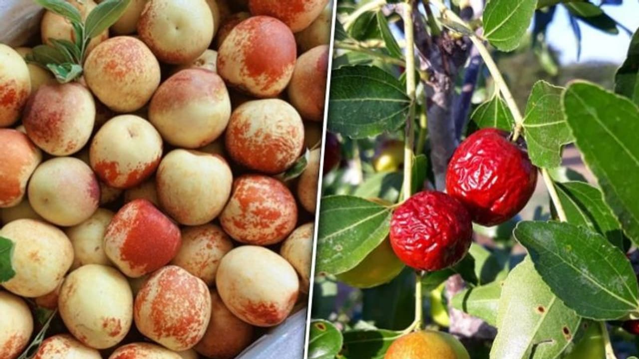 Boosting immunity to digestive health: 5 benefits of eating Jujube ...
