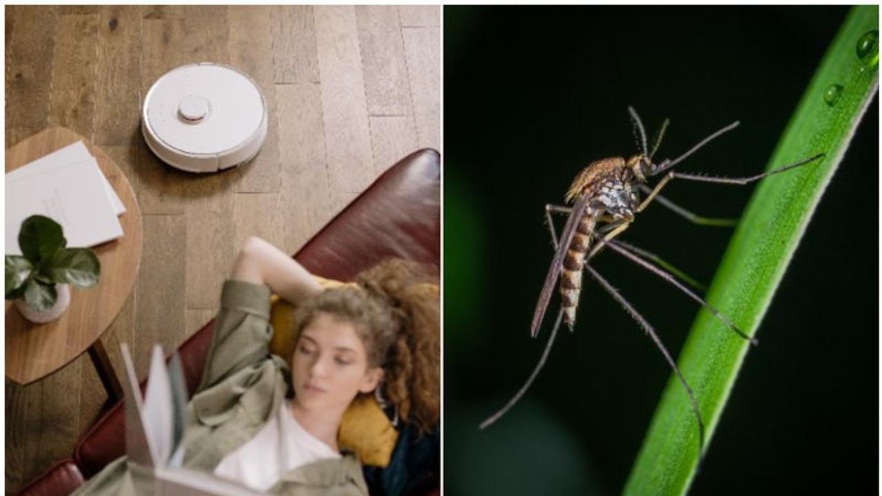 Waste management to Natural Repellants: 7 effective tips to keep Bugs ...