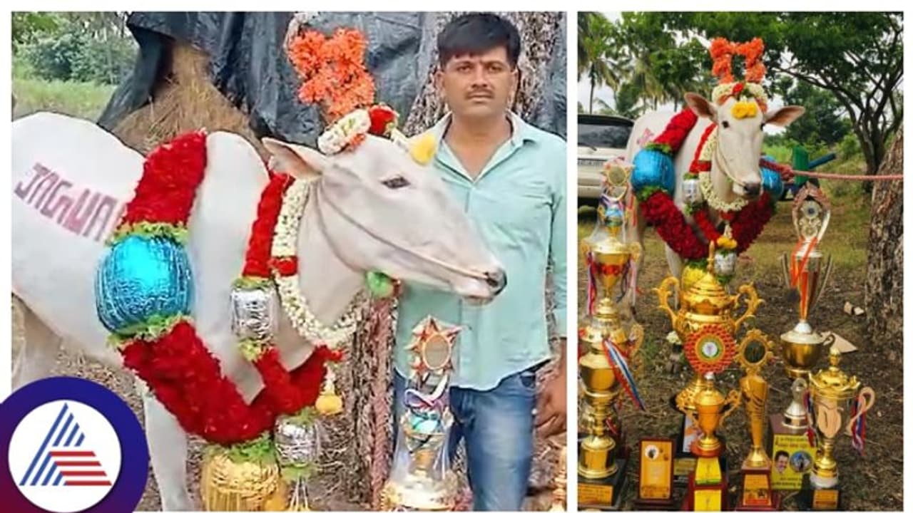 ಬರೋಬ್ಬರಿ 9.20 ಲಕ್ಷ ಬೆಲೆಗೆ ತಮಿಳುನಾಡಿಗೆ ಮಾರಾಟವಾದ ಮಂಡ್ಯದ ಒಂಟಿ ಎತ್ತು ...