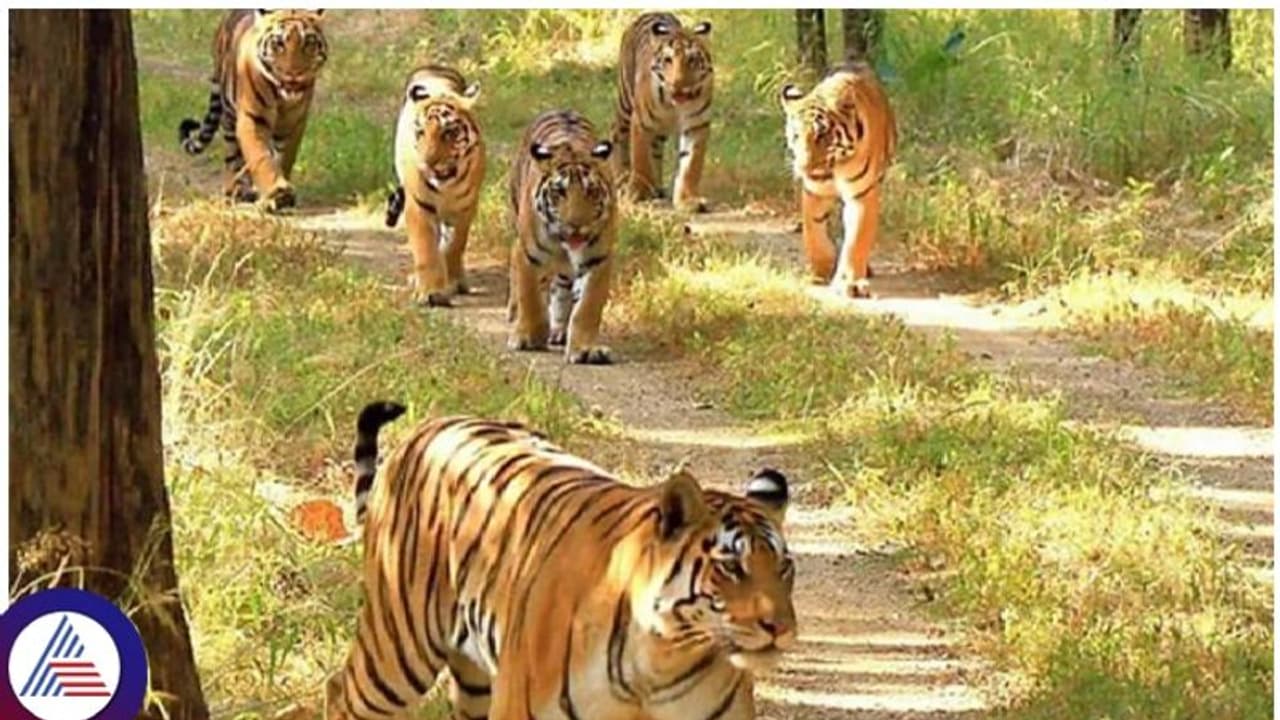 International Tiger Day 2023: Census reveals there are 435 tigers in ...