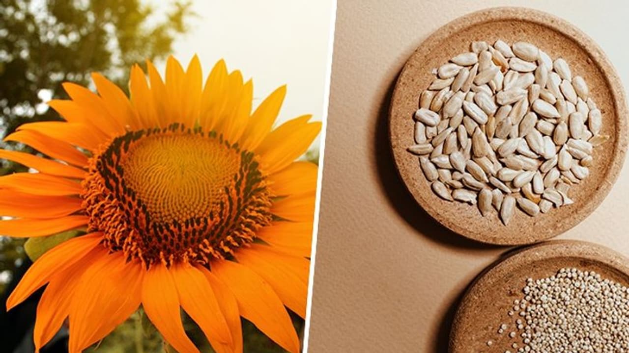 Bone health to Weight management: 5 magical benefits of Sunflower seeds ...