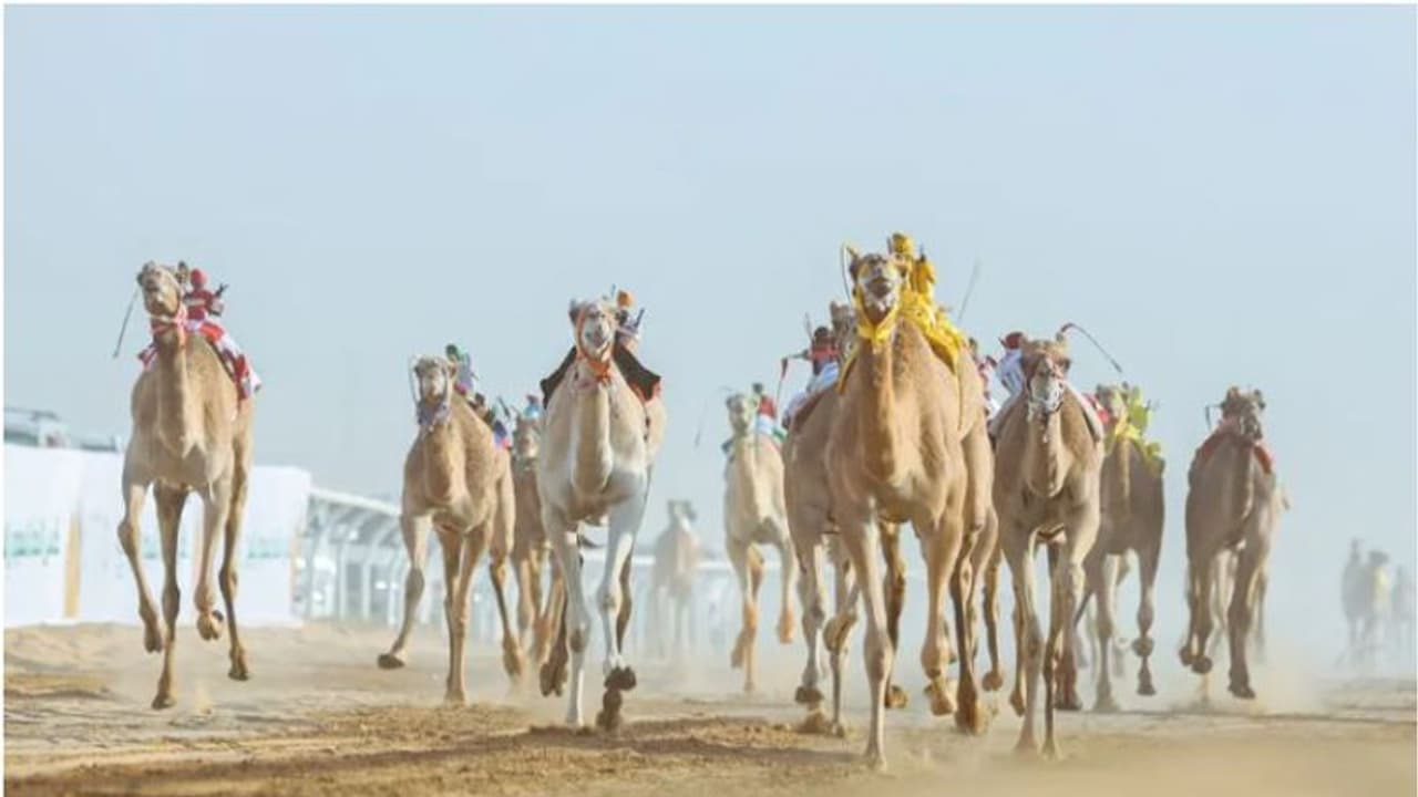 Feeding Live Snakes to Camels: Controversial practice raises ethical ...