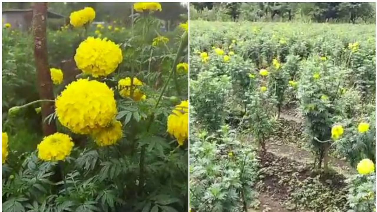 കള്ളന്മാർ പൂക്കൾ മോഷ്ടിക്കുന്നു; ഓണവിപണി പ്രതീക്ഷിച്ച് ചെണ്ടുമല്ലി കൃഷി ...