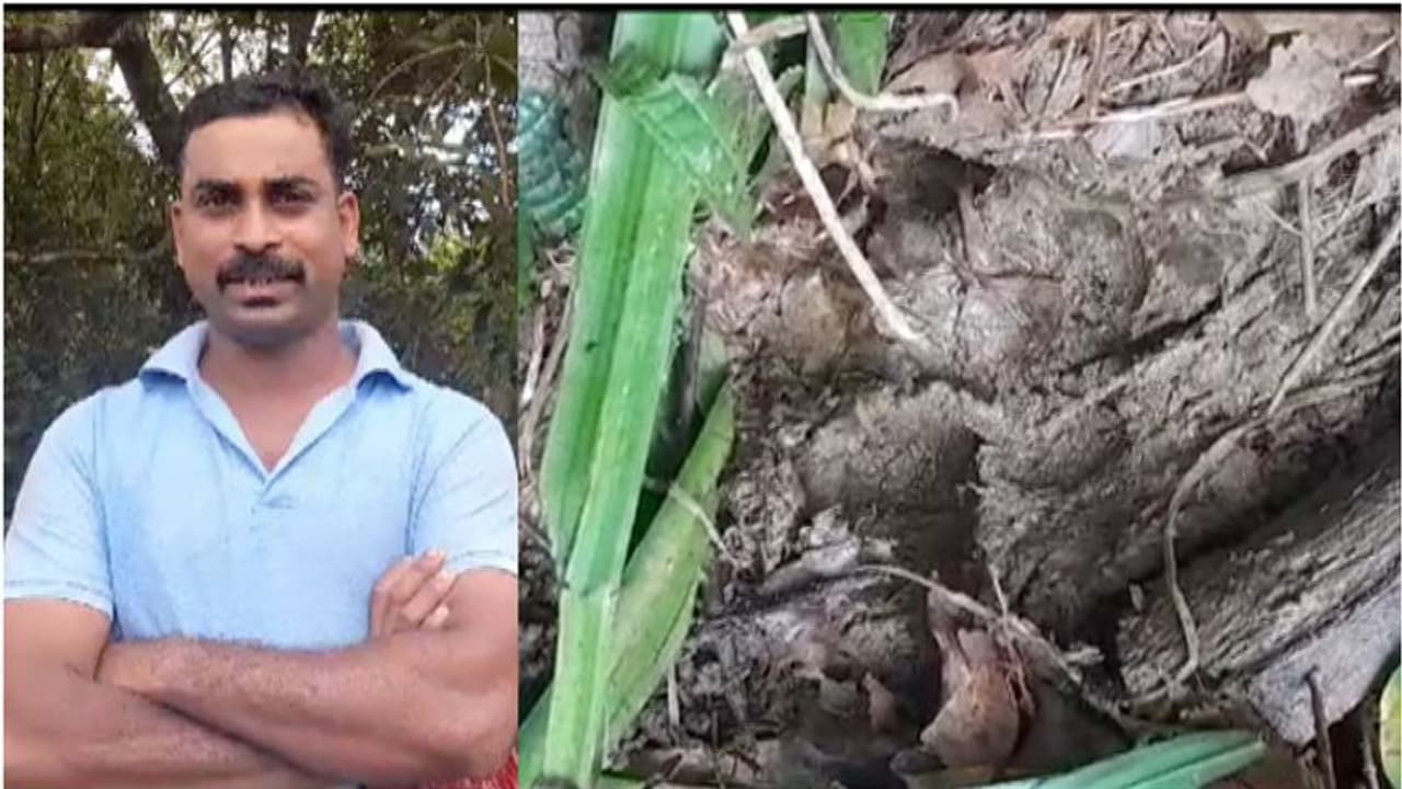ഉപ്പുതറയിലും പുലിയിറങ്ങിയതായി സംശയം; പ്രദേശത്ത് പുലിയുടേതെന്ന് ...
