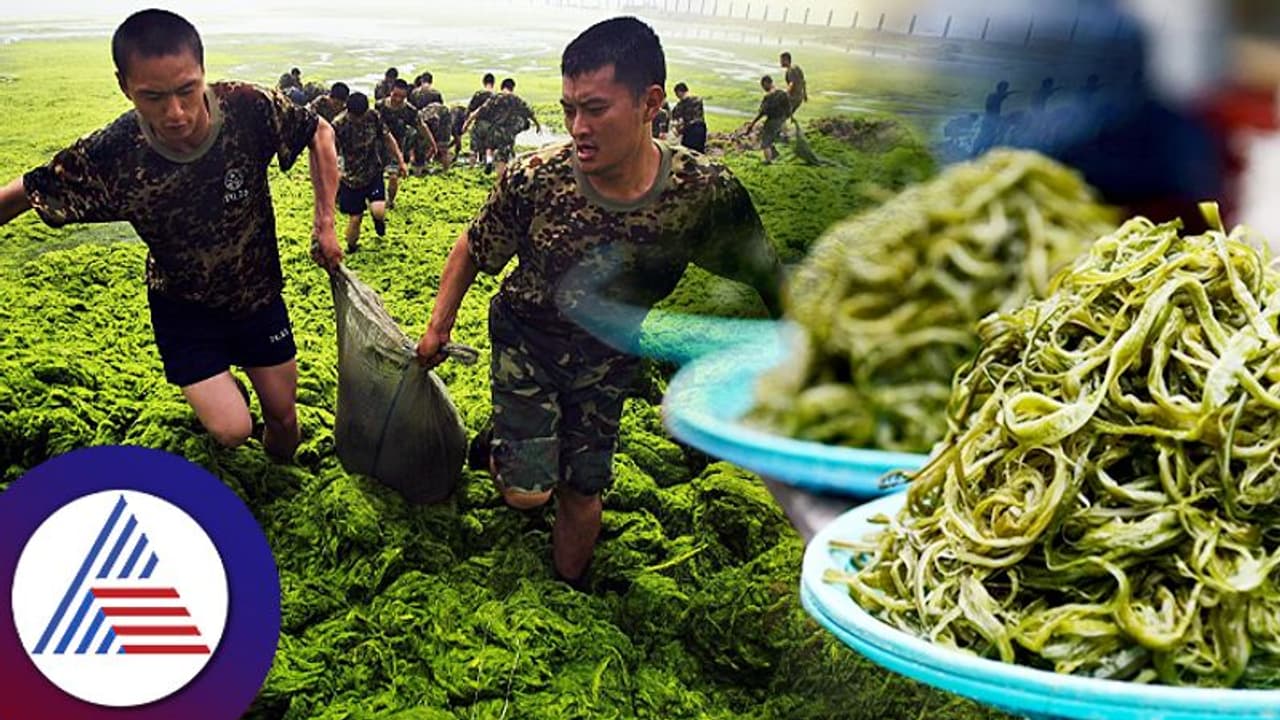 Viral Recipes of algae: ಪಾಚಿಯನ್ನೂ ಚಪ್ಪರಿಸಿ ತಿನ್ನುತ್ತಾರೆ ಚೀನಿಯರು ...