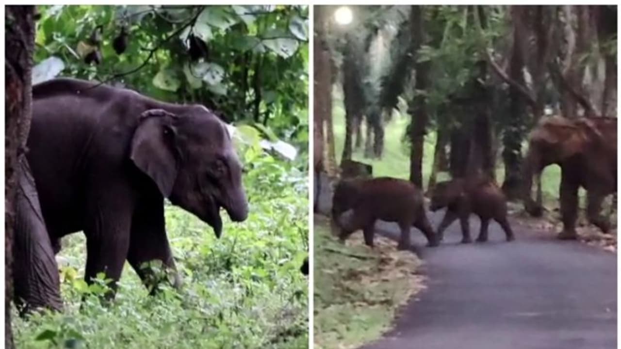 തുമ്പിക്കൈയില്ലാത്ത ആനക്കുട്ടി വീണ്ടും! തീറ്റയെടുക്കുന്നുണ്ടാകില്ല ...