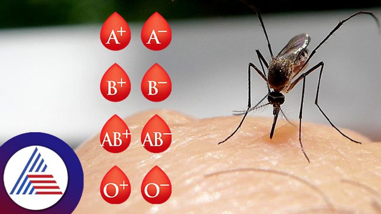 Mosquitoes Prefer a Certain Blood Type | Do Mosquitoes Prefer A Certain ...