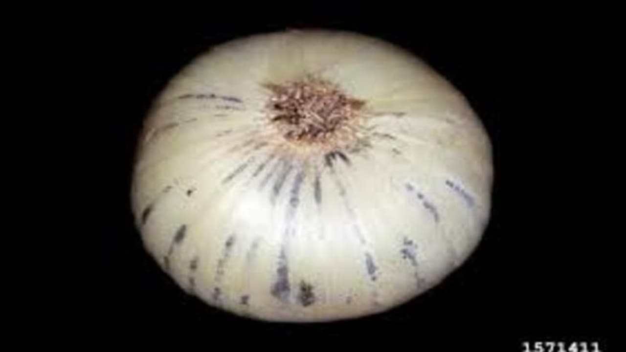 is black mold on onions dangerous in tamil | Is Black Mold On Onions ...