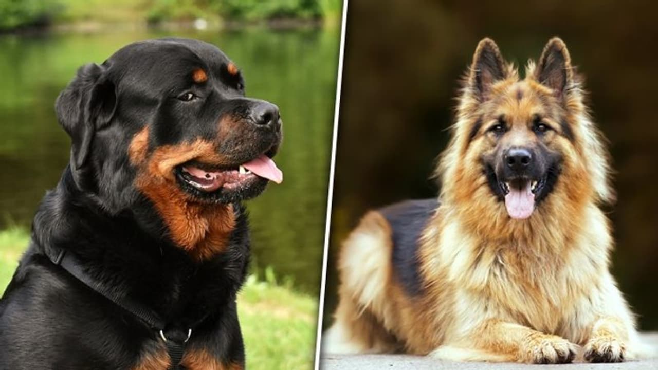 International Dog Day: German Shepherd to Rottweiler, best dog breed ...